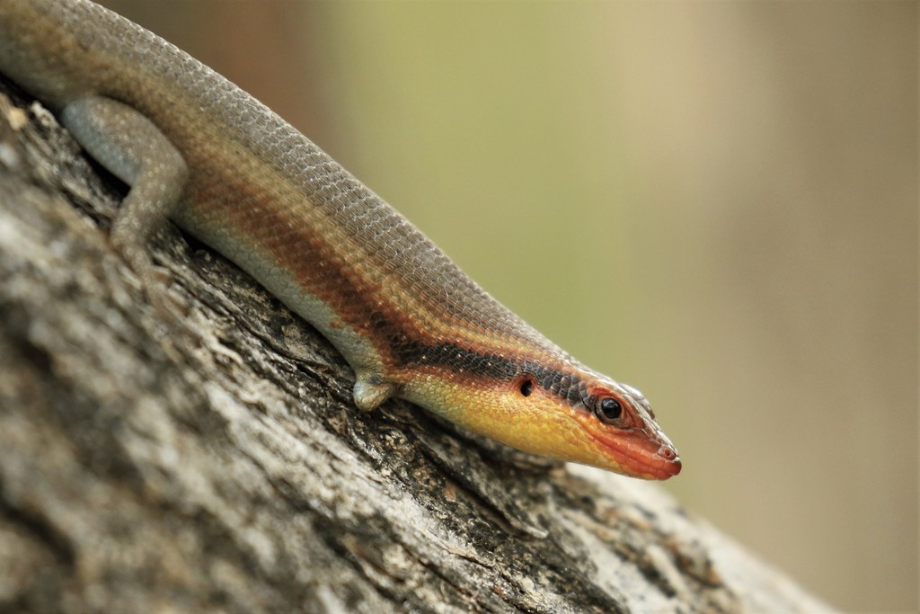 Wahlberg’s Striped Skink (Reptiles of Botswana) · iNaturalist