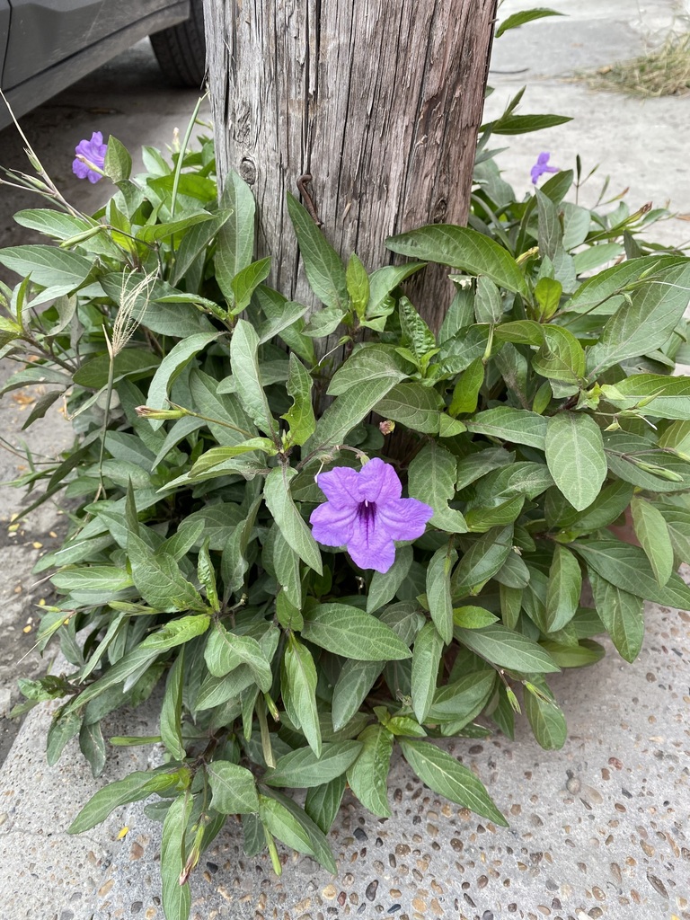 Mexican ruellia from Modelo, Heroica Matamoros, Tamps., México on ...