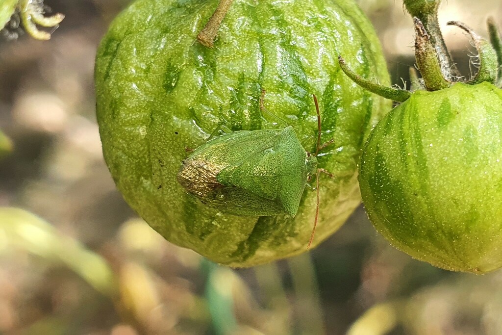Green potato bug from Melbourne VIC, Australia on March 6, 2024 at 12: ...