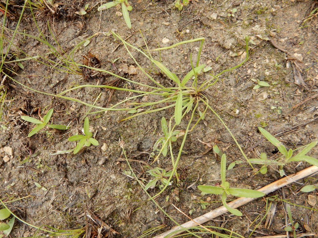 Butler's quillwort from Wise County, TX, USA on April 22, 2019 at 10:02 ...