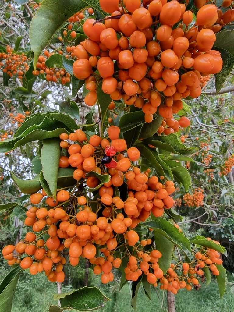 Diamond Pittosporum from Samford Valley QLD 4520, Australia on March 7 ...