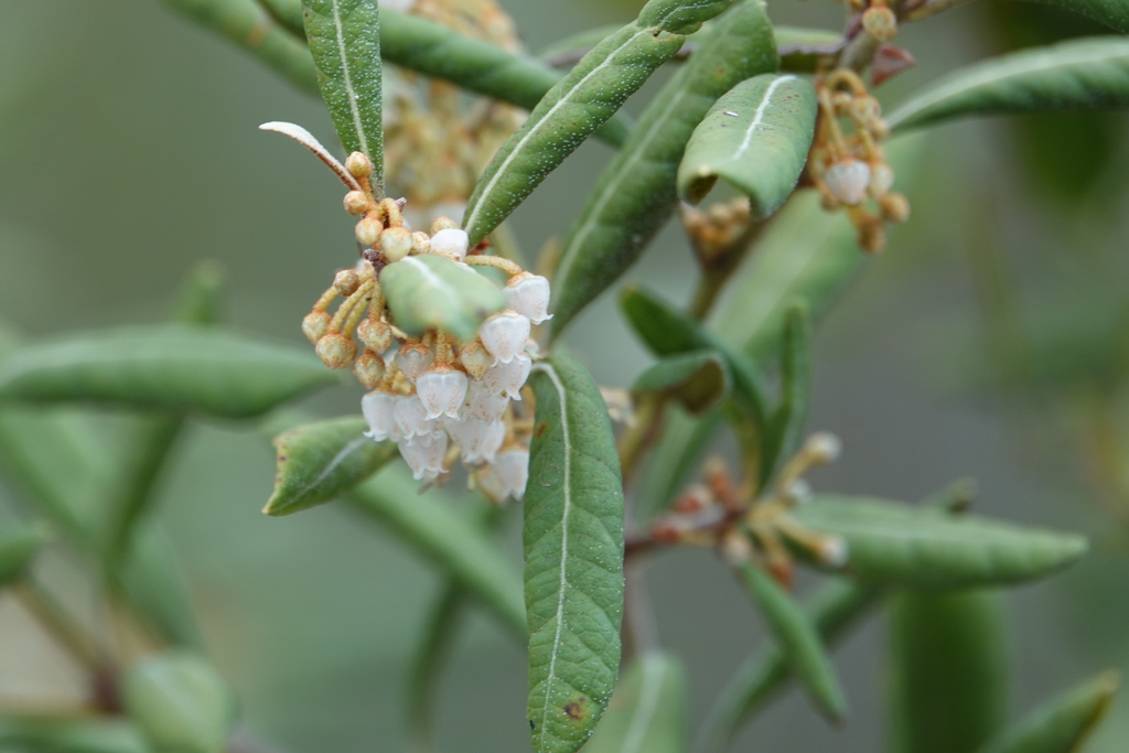 rusty staggerbush from Sun City Center, FL, USA on March 6, 2024 at 01: ...