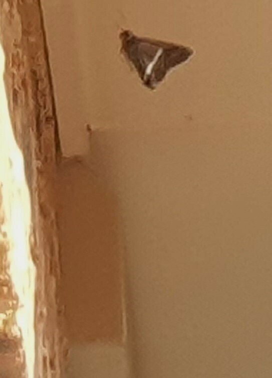 Narrow-banded Awl from Urliup NSW 2484, Australia on February 29, 2024 ...