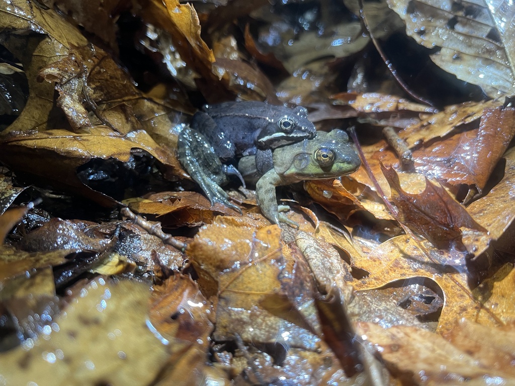 American Bullfrog from Cranberry Lake Preserve, West Harrison, NY, US ...
