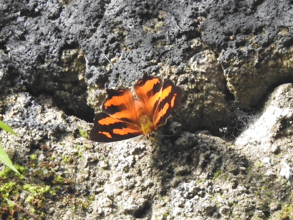 Himalayan jester from Boyolali Regency, Central Java, Indonesia on ...