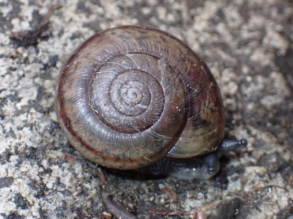 Peak Shoulderband Snail (Gastropods of the United States Pt.6 ...