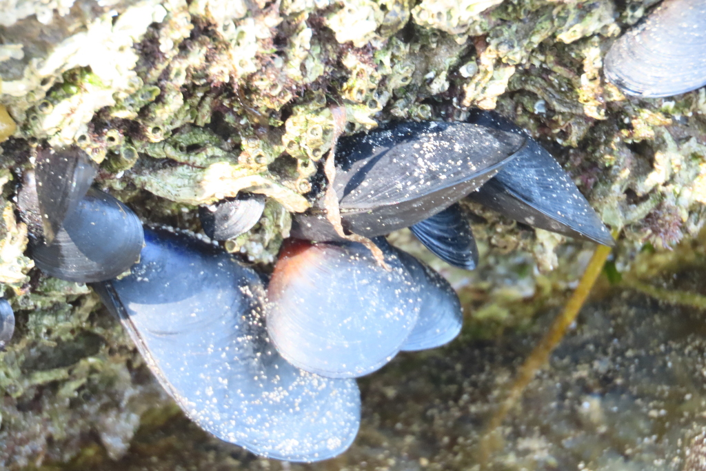 Tasmanian Blue Mussel from South Bruny TAS 7150, Australia on February ...