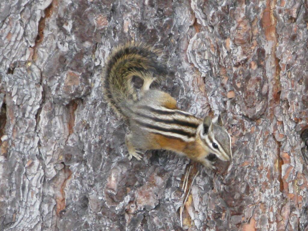 Yellow-pine Chipmunk from Deschutes County, OR, USA on October 22, 2013 ...