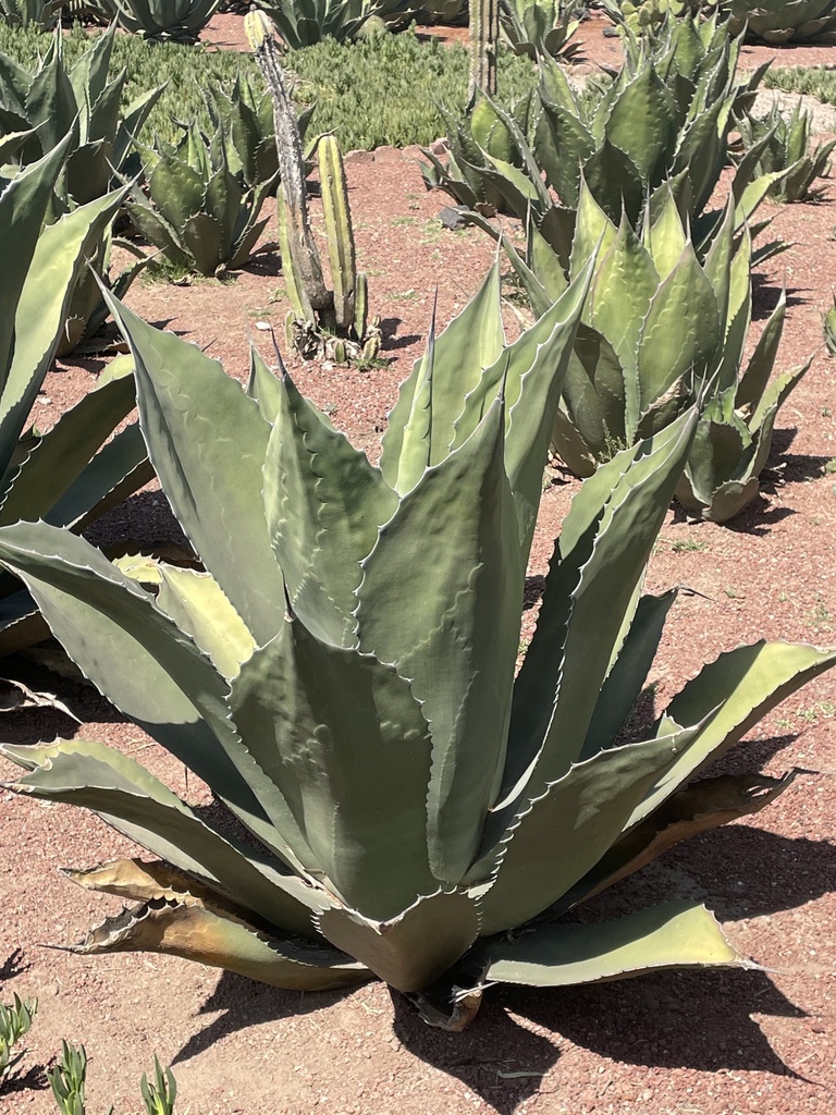 Agave inaequidens from Alameda Oriente, Venustiano Carranza, CDMX, MX ...