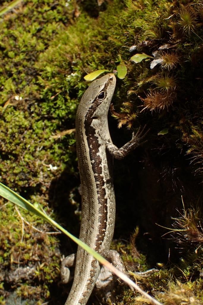 Small-scaled Skink in March 2024 by Oscar Dove. One skink observed ...