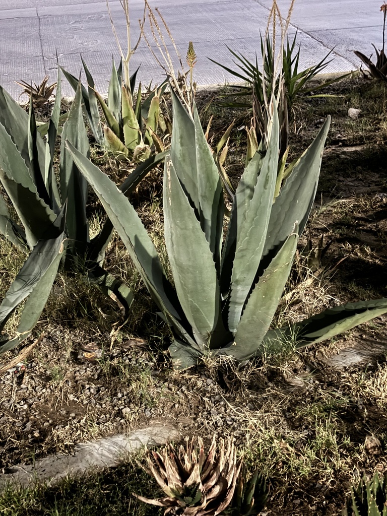 Pulque agave from Calle Ébano, Aguascalientes, Ags., MX on March 6 ...