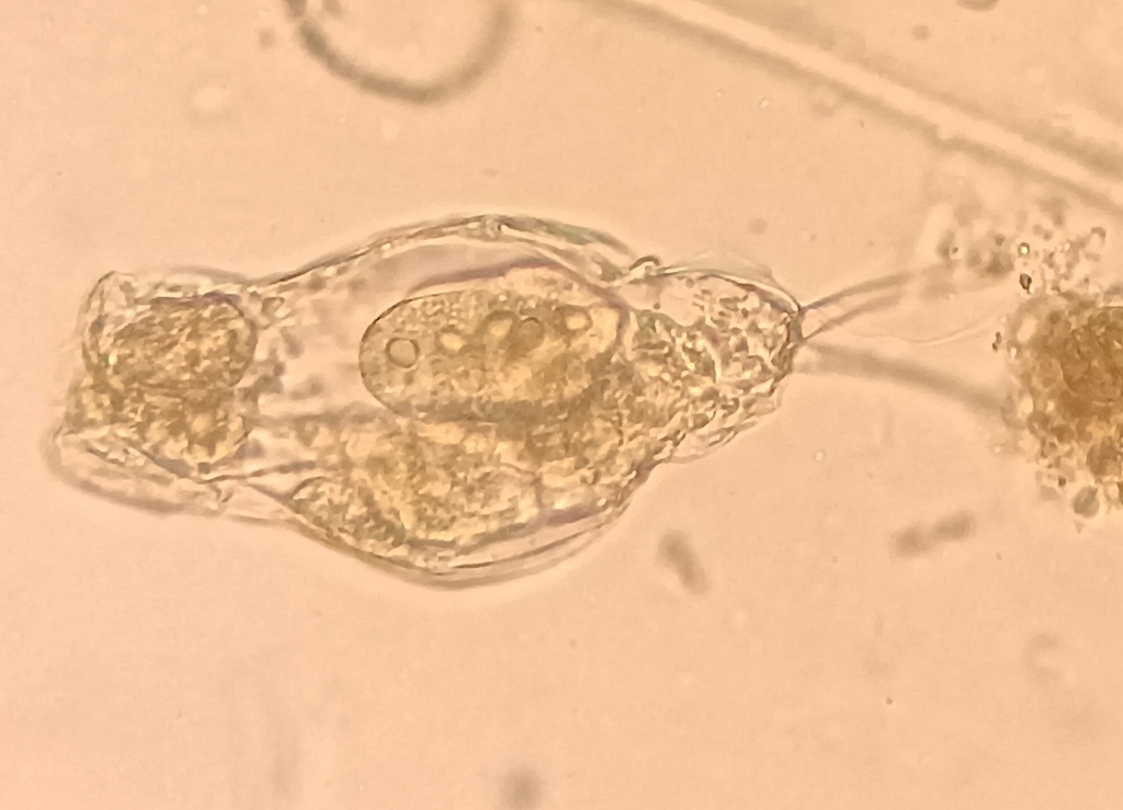 Ploima from Kazan, Republic of Tatarstan, Россия, 420008 on March 7 ...