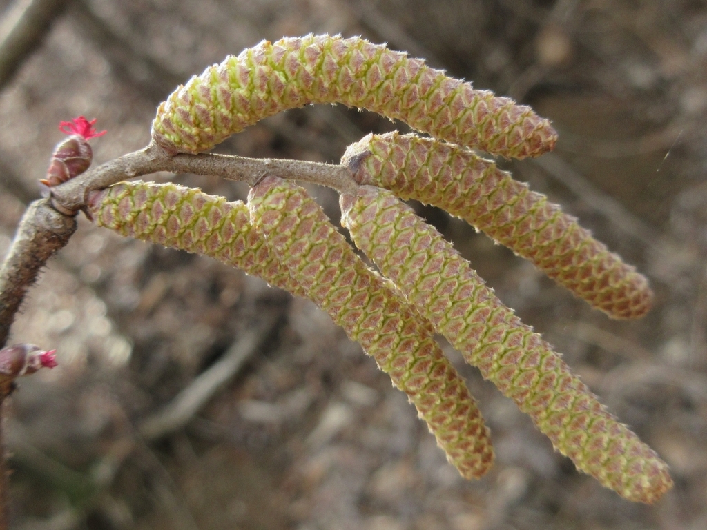 asian hazel from 대한민국 세종특별자치시 소정면 on March 7, 2024 by onidiras ...