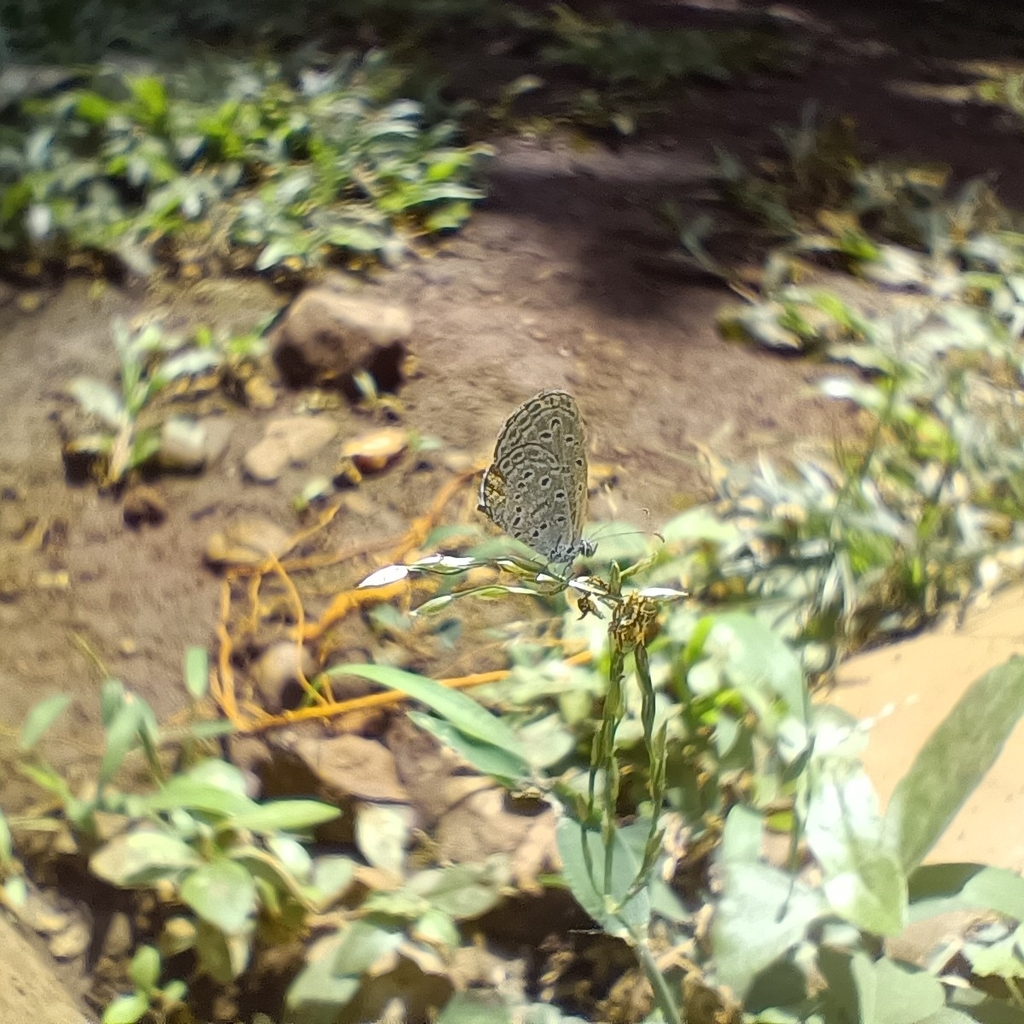 Tiny Grass Blue from Jambli Naka, Thane West, Thane, Maharashtra, India ...
