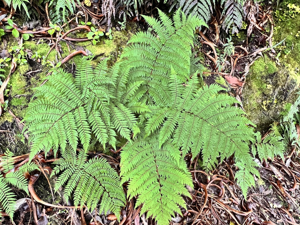 Mountain Tree Fern (Cyathea colensoi) - Botanical Realm