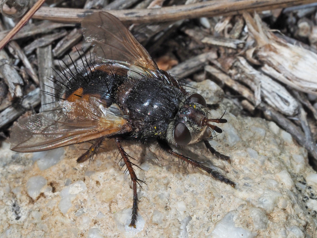 Tachina from Kalamafka, Kreta, Griechenland on April 22, 2019 at 01:48 ...