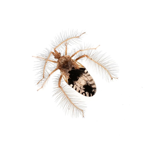 Holoptilus silvanus · iNaturalist