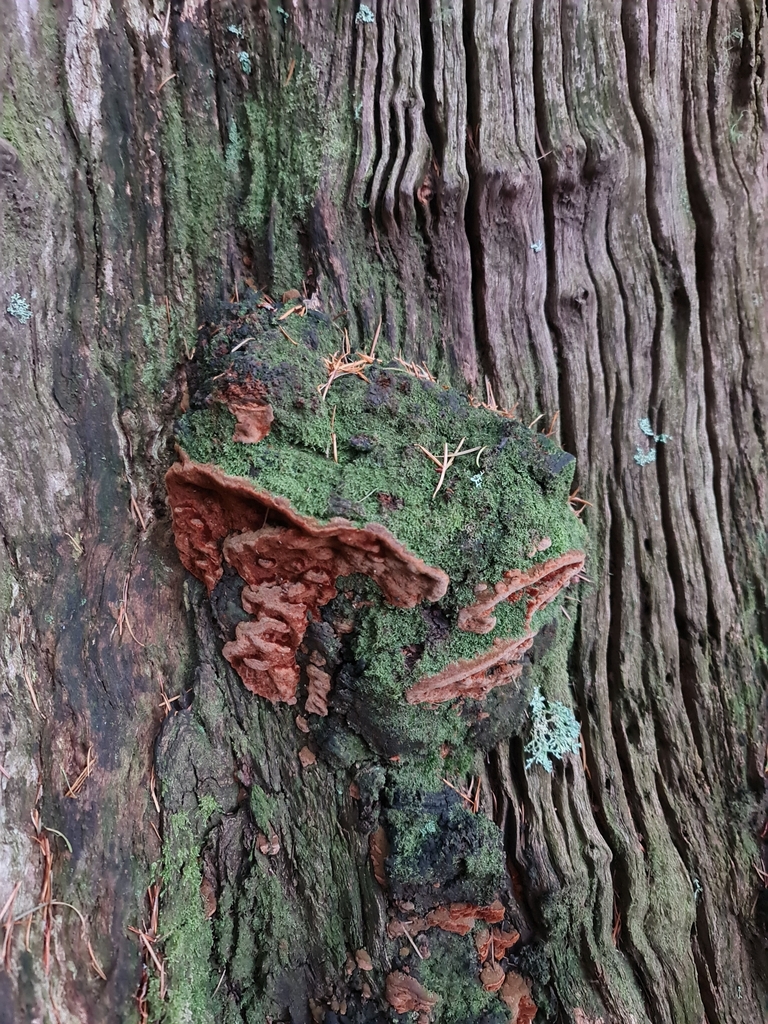 Fuscoporia wahlbergii from Moonan Brook NSW 2337, Australia on June 8 ...