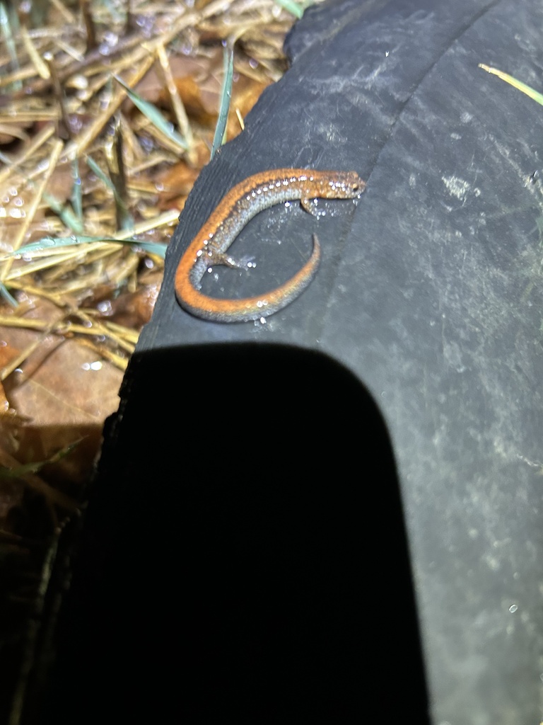 Eastern Red-backed Salamander in March 2024 by Alexander Travia ...