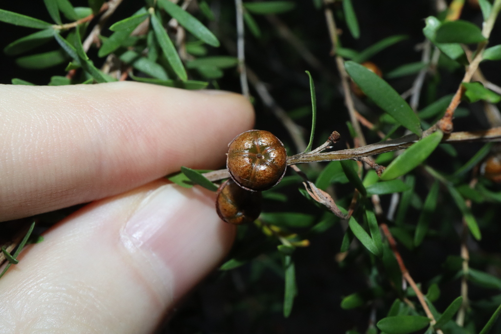 Tantoon from Thirlmere NSW 2572, Australia on March 7, 2024 at 08:16 AM ...