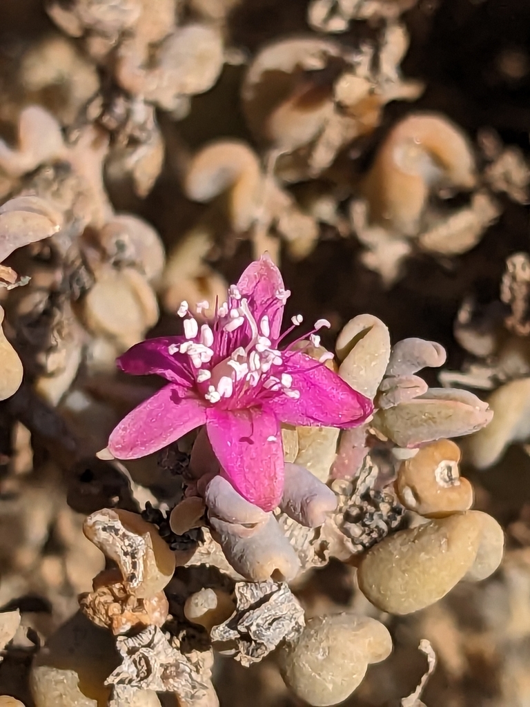 Oukraal Seapurslane in January 2024 by Rhonda Ridley · iNaturalist