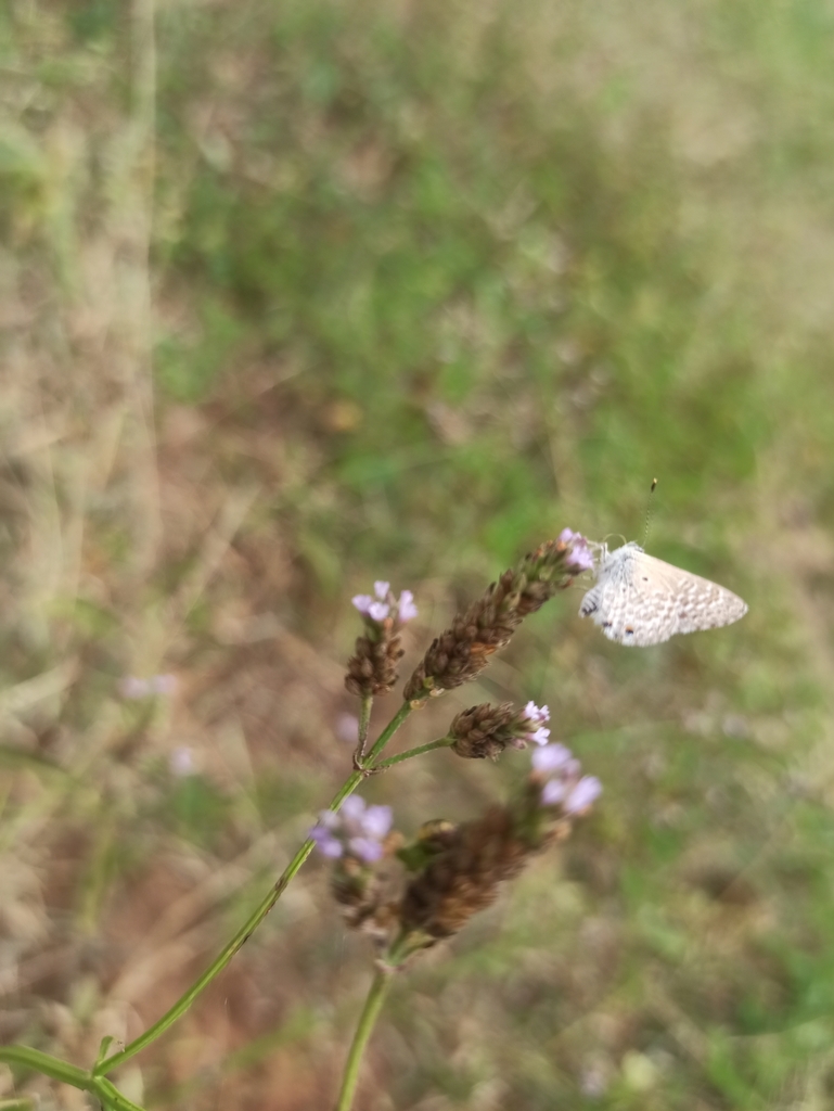 Anthene from Abaqulusi Municipality, South Africa on March 7, 2024 at ...