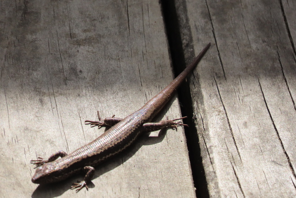 Tasmanian Tree Skink from South Bruny TAS 7150, Australia on February ...