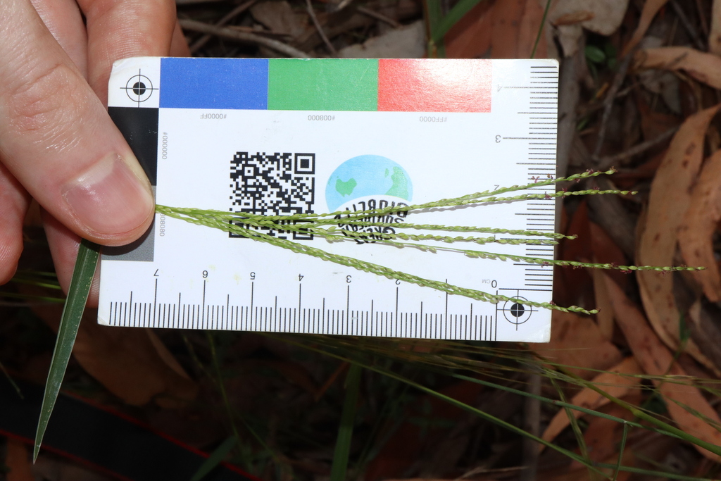 Digitaria ramularis from Thirlmere NSW 2572, Australia on March 7, 2024 ...