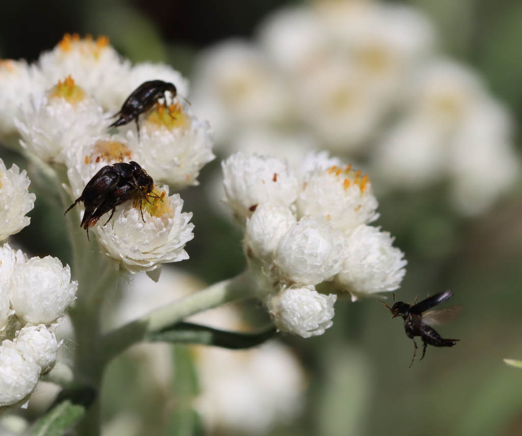 Tumbling Flower Beetles from Chelan County, WA, USA on June 27, 2021 at ...