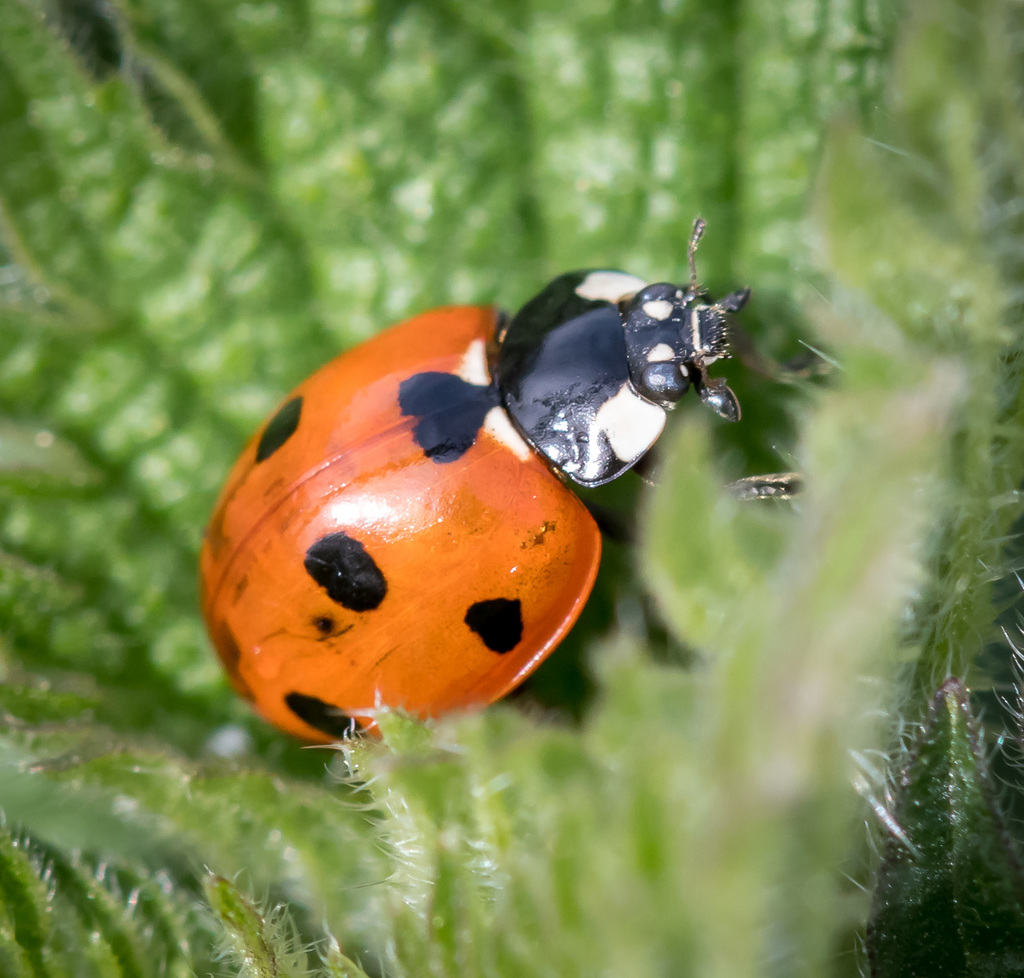 Seven-spotted Lady Beetle from Halstead CO9, UK on April 23, 2019 at 11 ...