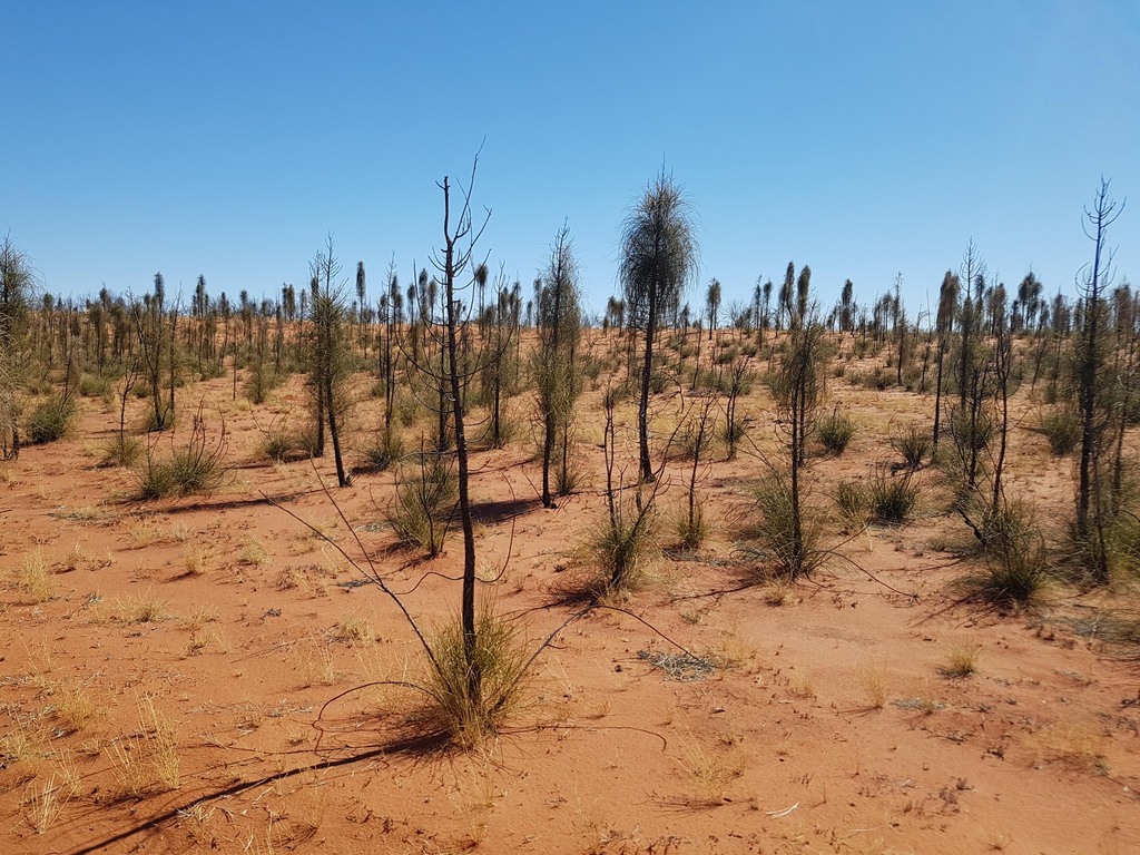 desert sheoak (Allocasuarina decaisneana) - Botanical Realm