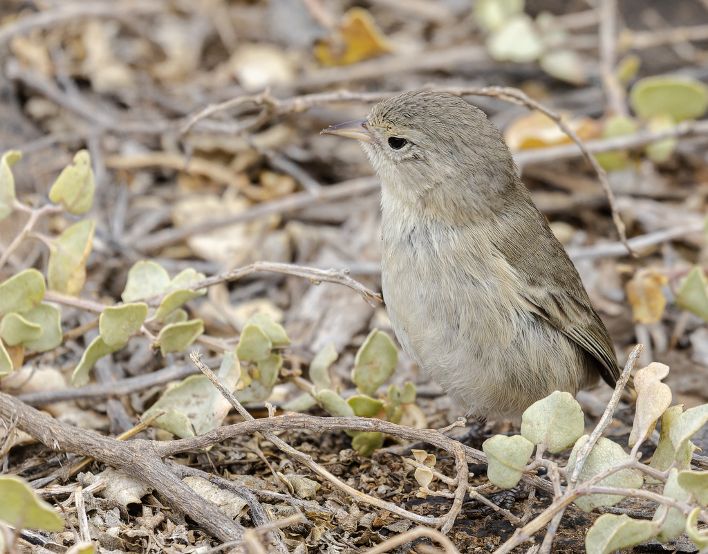 Gray Warbler-Finch from San Cristobal, Ecuador on August 12, 2022 at 09 ...