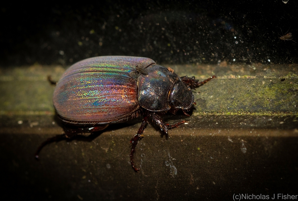 June Beetles from Tamborine Mountain QLD 4272, Australia on February 18 ...