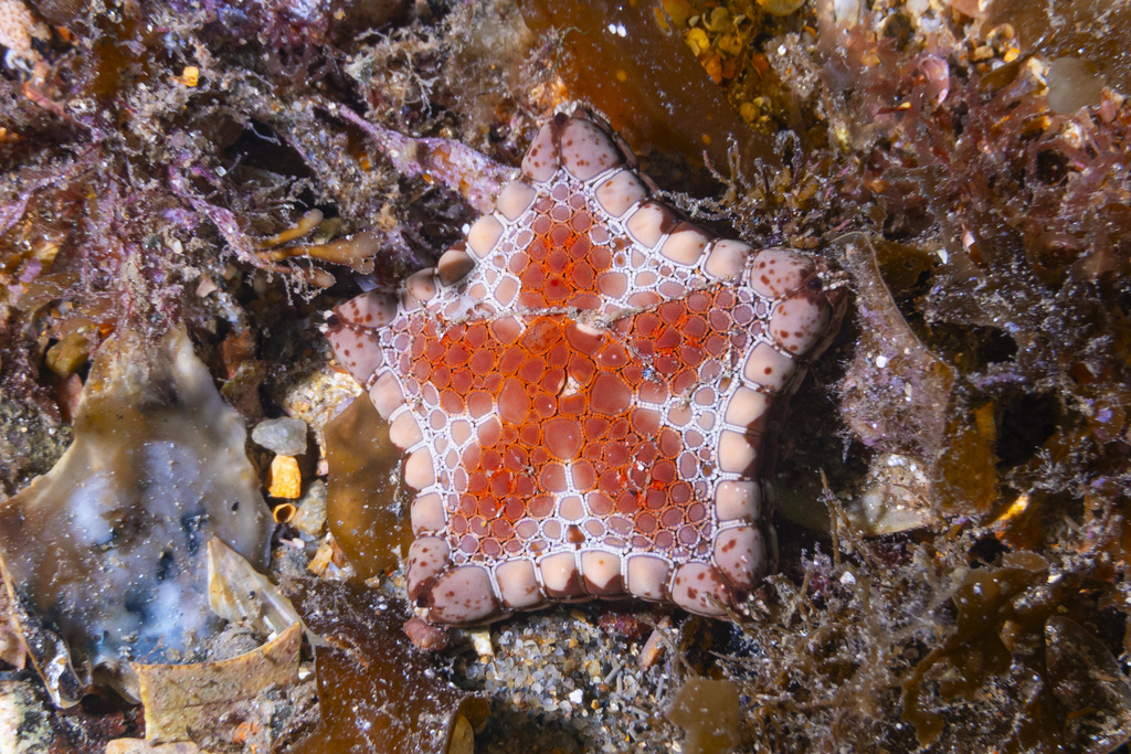 Common Biscuit Star from Yankalilla, AU-SA, AU on January 18, 2024 at ...