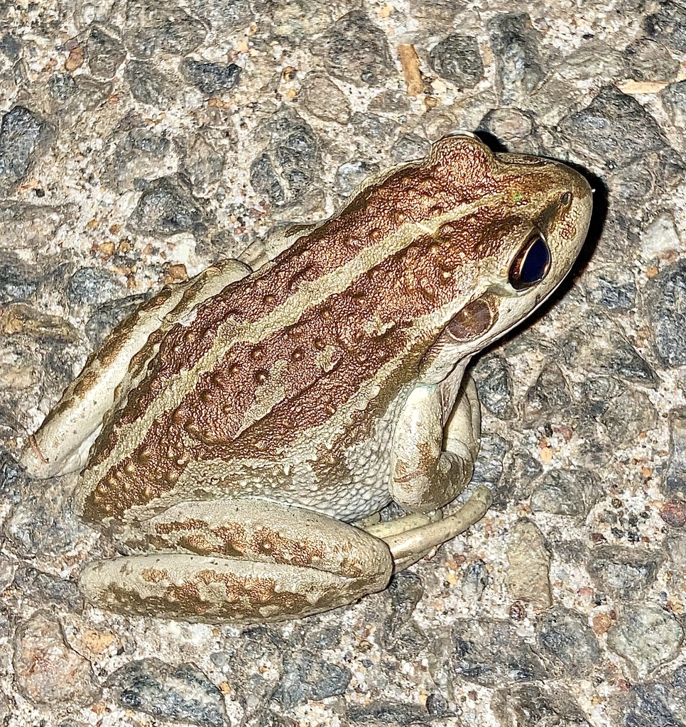 Motorbike Frog from Illsley Dr, Shadforth, WA, AU on March 7, 2024 at ...