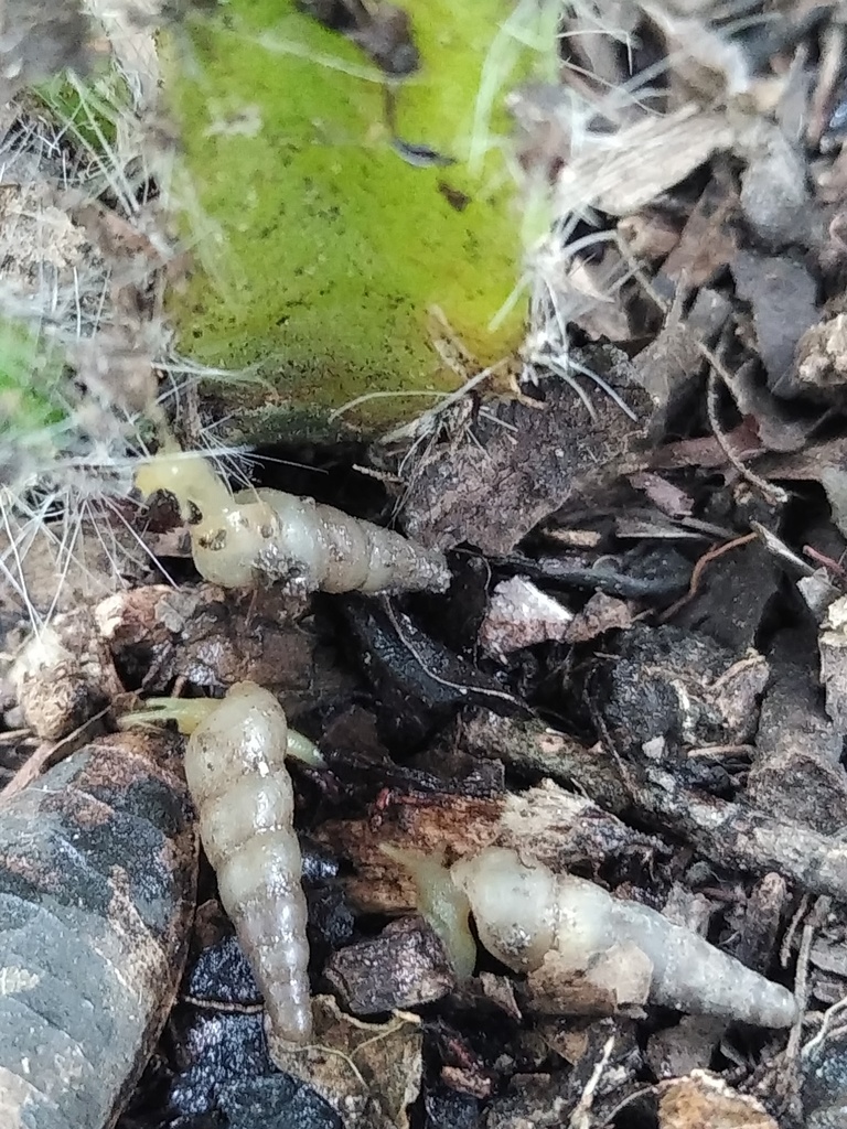 Awl Snails and Allies from Burócratas, 29010 Tuxtla Gutiérrez, Chis ...