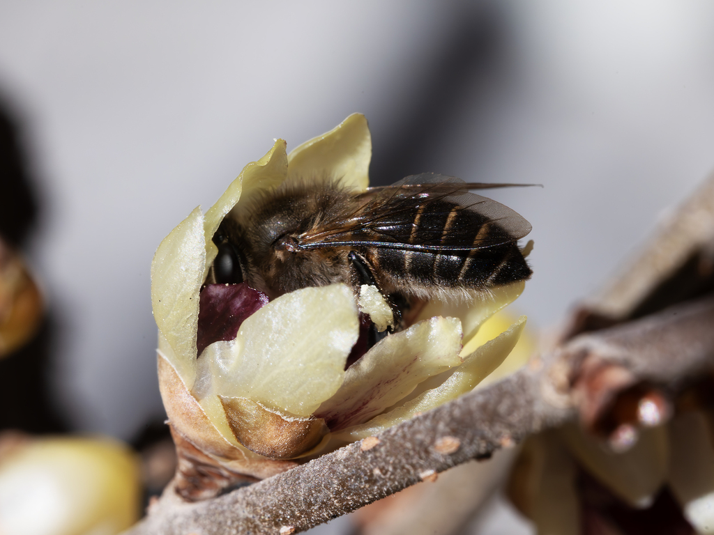 Asian Honey Bee from 中国北京市海淀区 on March 3, 2024 at 11:36 AM by Yushi ...