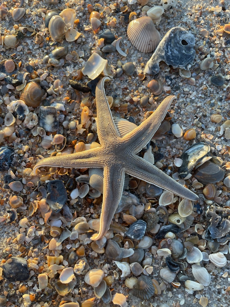 Gray Sea Star from Amelia Island, FL, US on March 7, 2024 at 06:59 AM ...