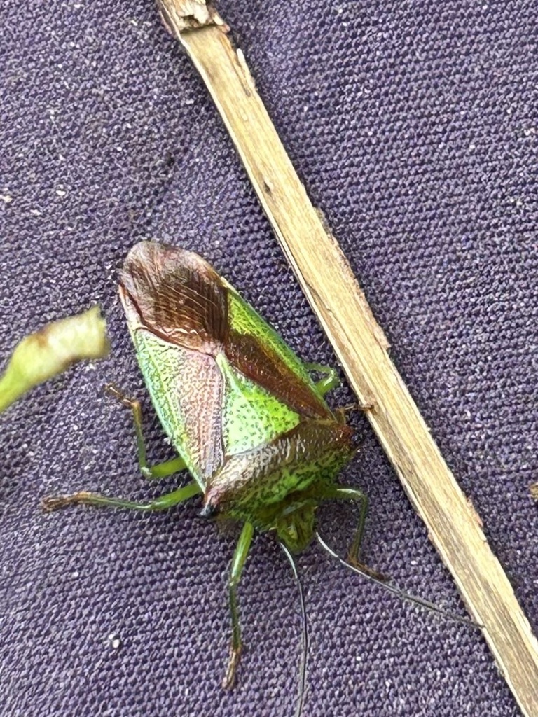 Hawthorn Shield Bug from Eglingham Way, Morpeth, England, GB on March 7 ...