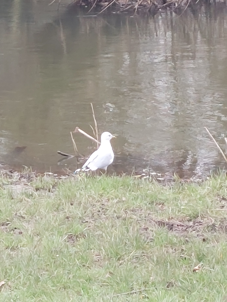Large White-headed Gulls from Norwich NR4 7TQ, UK on March 7, 2024 at ...