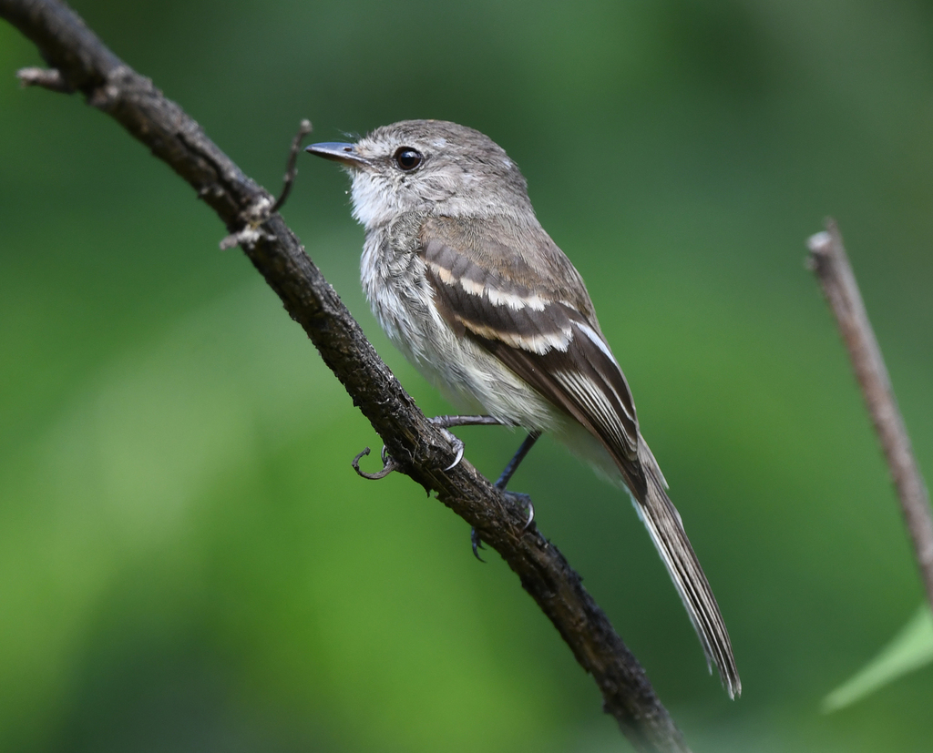 Mouse-gray Flycatcher from Luya Province, Peru on February 9, 2024 at ...