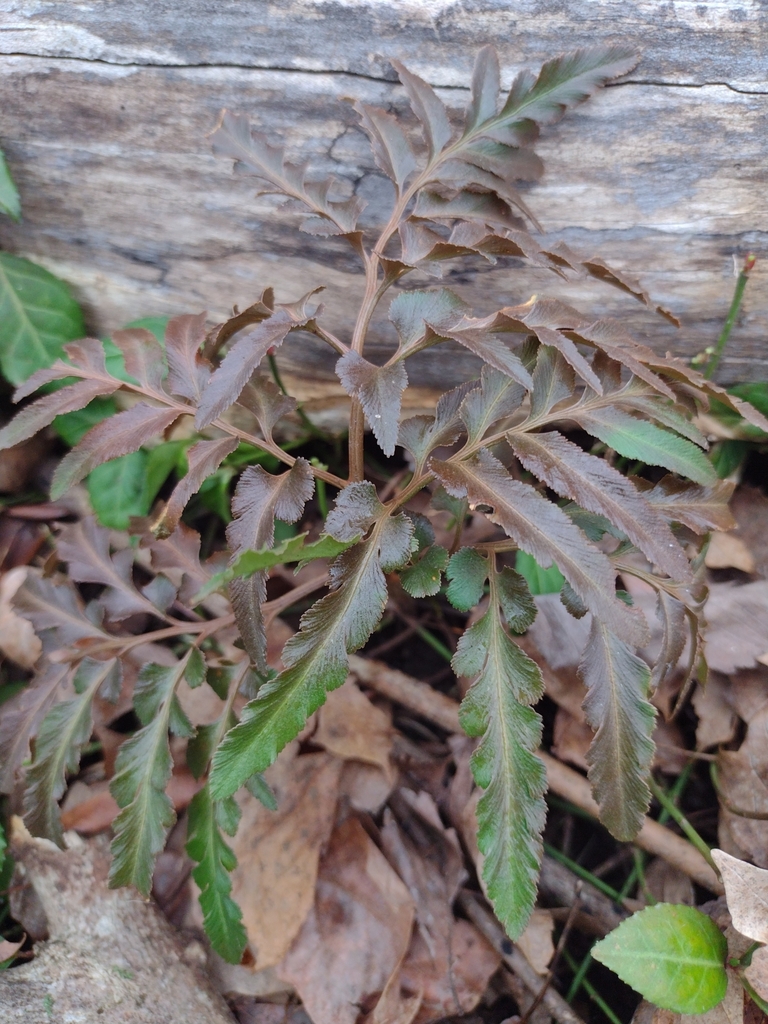 bronze fern from Swansea, IL 62223, USA on March 7, 2024 at 08:10 AM by ...