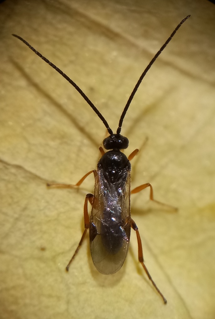 Cabbage White Parasitoid Wasp from Escola Pedro Santarém on March 7 ...