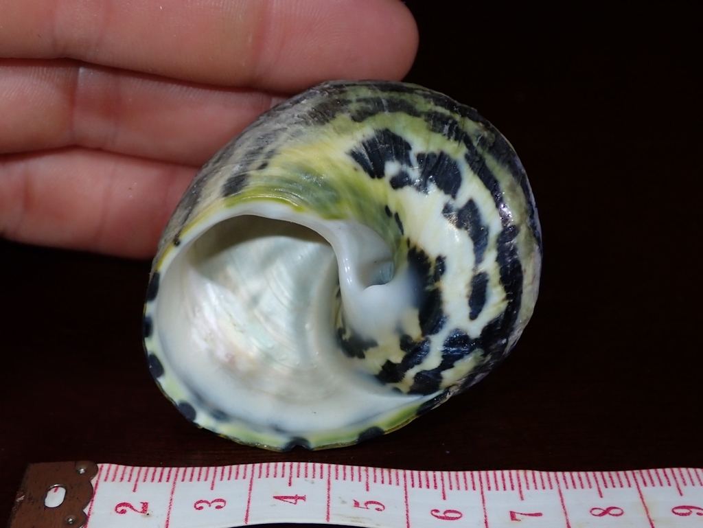 West Indian Top Shell from West Bay, Cayman Islands on March 3, 2024 at ...