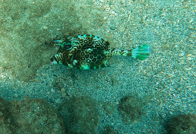Honeycomb Cowfish from Atlantic Ocean, Magdalena, CO on March 6, 2024 ...