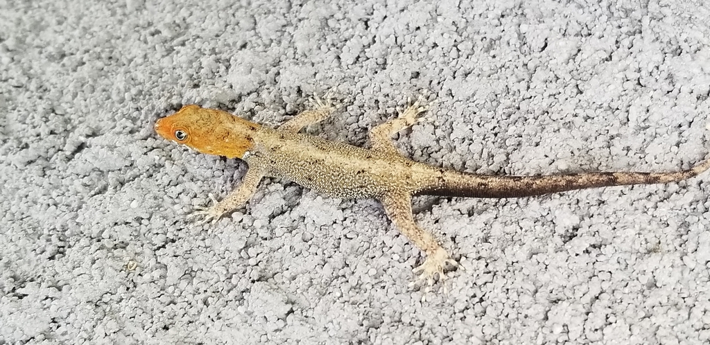 Yellow-headed Gecko from Colón, PA-CL, PA on March 07, 2024 at 09:32 AM ...