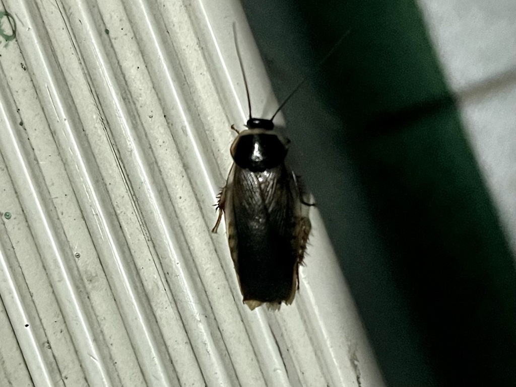Indian Cockroach from Chaturathit Rd., Bangkok, Bangkok, TH on March 7 ...