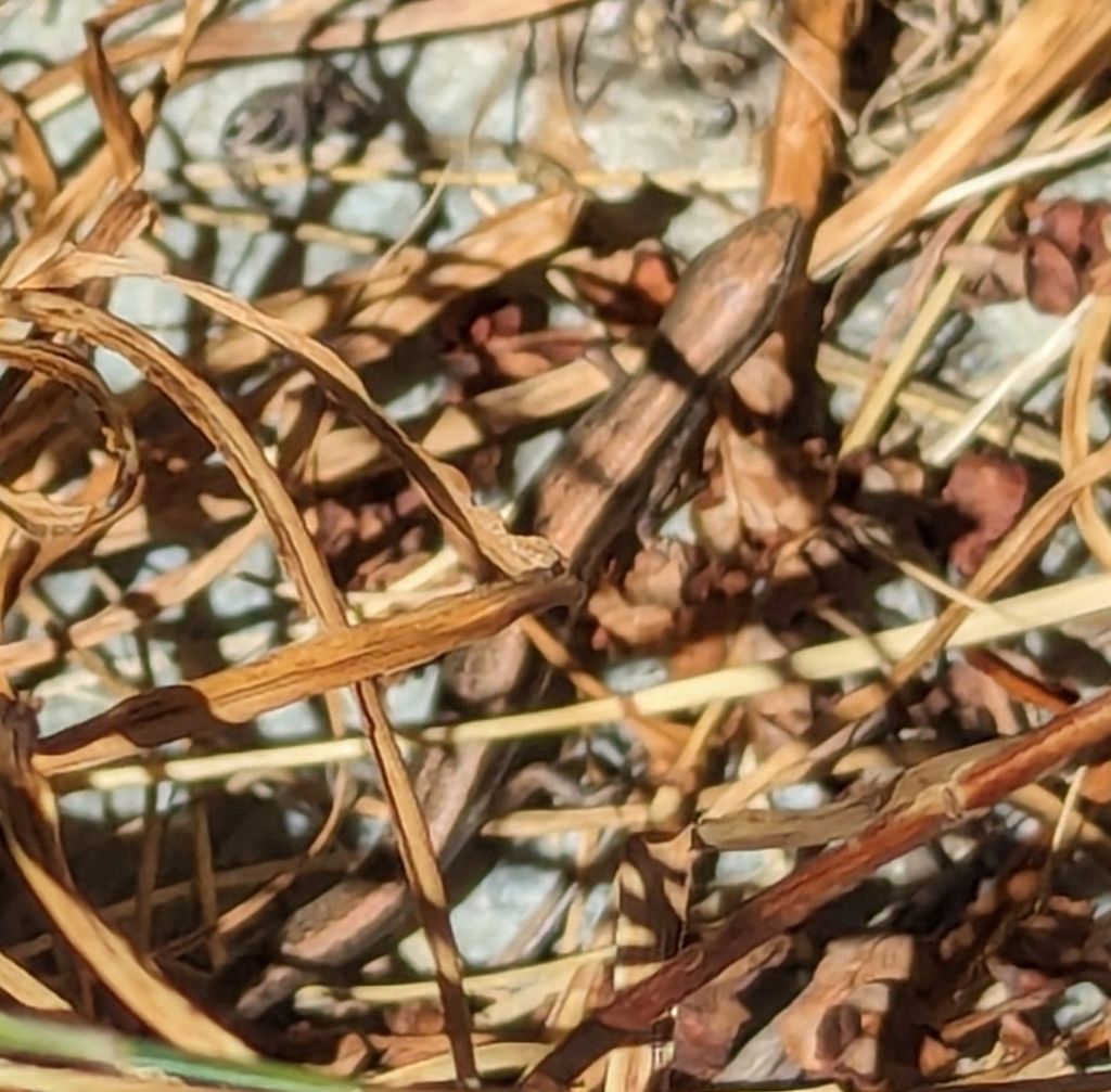 Himalaya Ground Skink from Patkote, Uttarakhand 263159, India on March ...