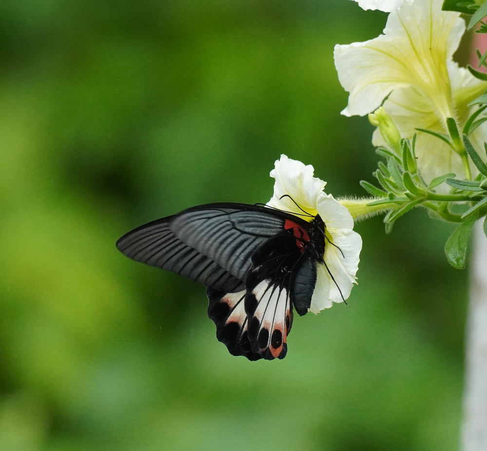 Helen and Mormon Swallowtails from Thung Nham Bird Valley, Khu Du Lich ...