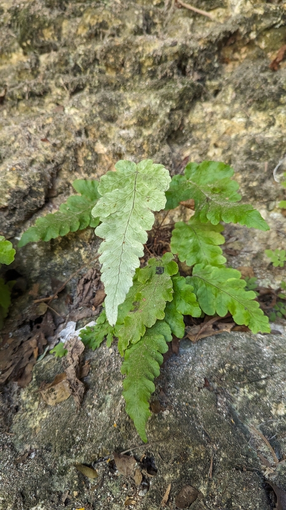 Broad Halberd Fern from 97795 Yucatan, Mexico on March 6, 2024 at 03:09 ...